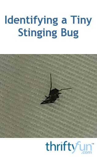 Identifying a Tiny Stinging Bug? | ThriftyFun