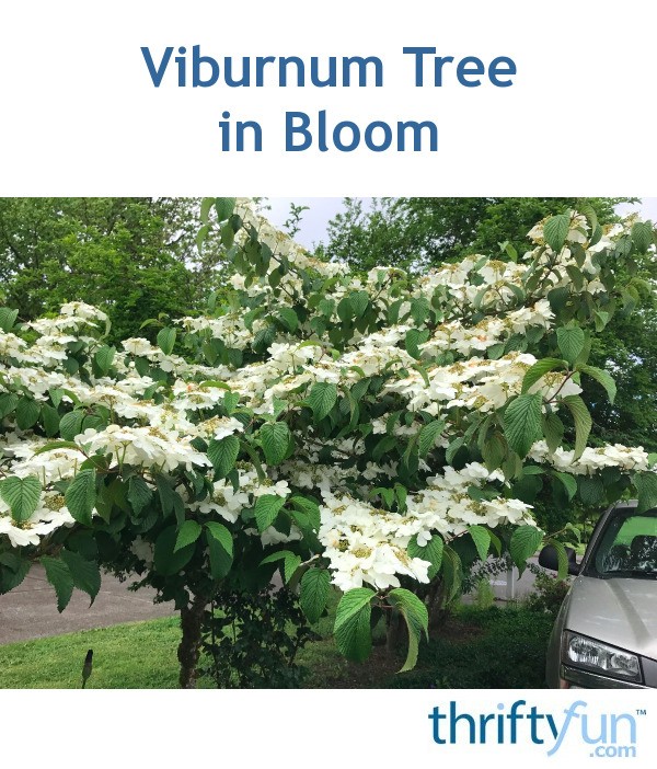 Viburnum Tree in Bloom | ThriftyFun
