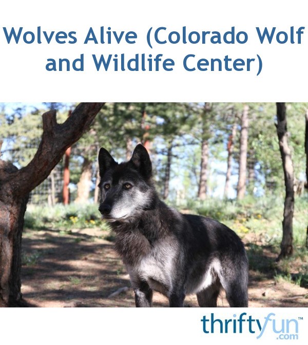 Wolves Alive (Colorado Wolf and Wildlife Center) | ThriftyFun