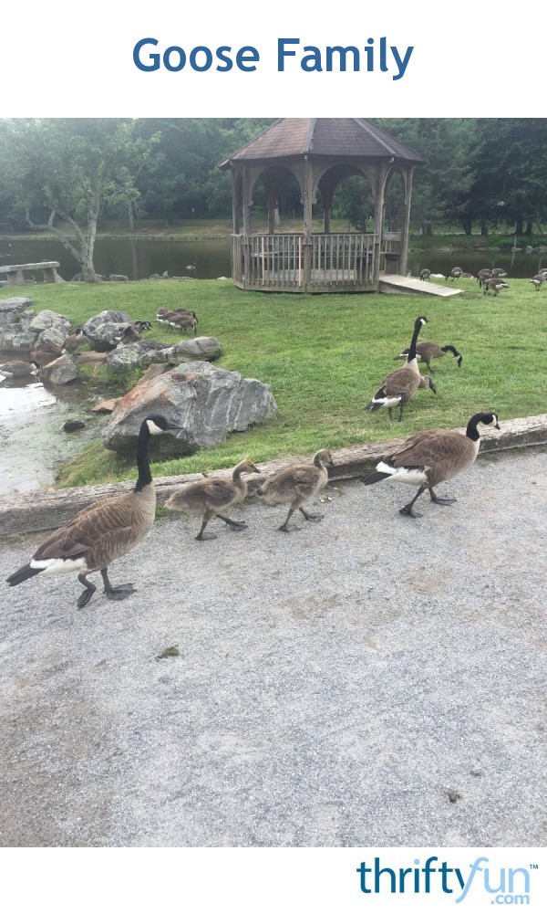 Goose Family | ThriftyFun
