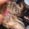 Your Dog's Health | ThriftyFun