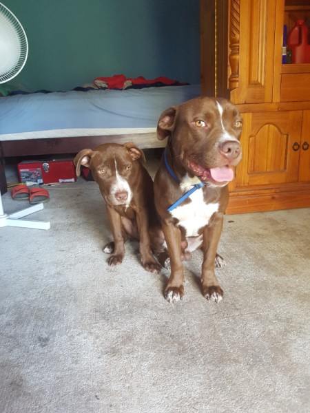 Is My Pit Bull Full Blooded? | ThriftyFun