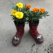 Garden & Yard | ThriftyFun