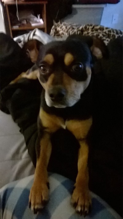 Min Pin Rottweiler Mix Weight? | ThriftyFun