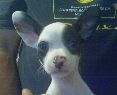 Does Anyone Have A Positive Parvo Story? | ThriftyFun