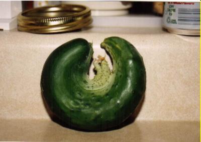 Deformed Cucumbers? | ThriftyFun