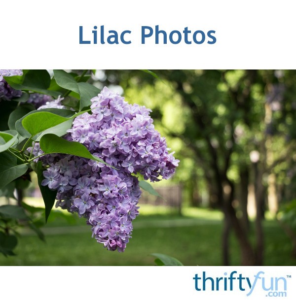 Lilac Photos | ThriftyFun