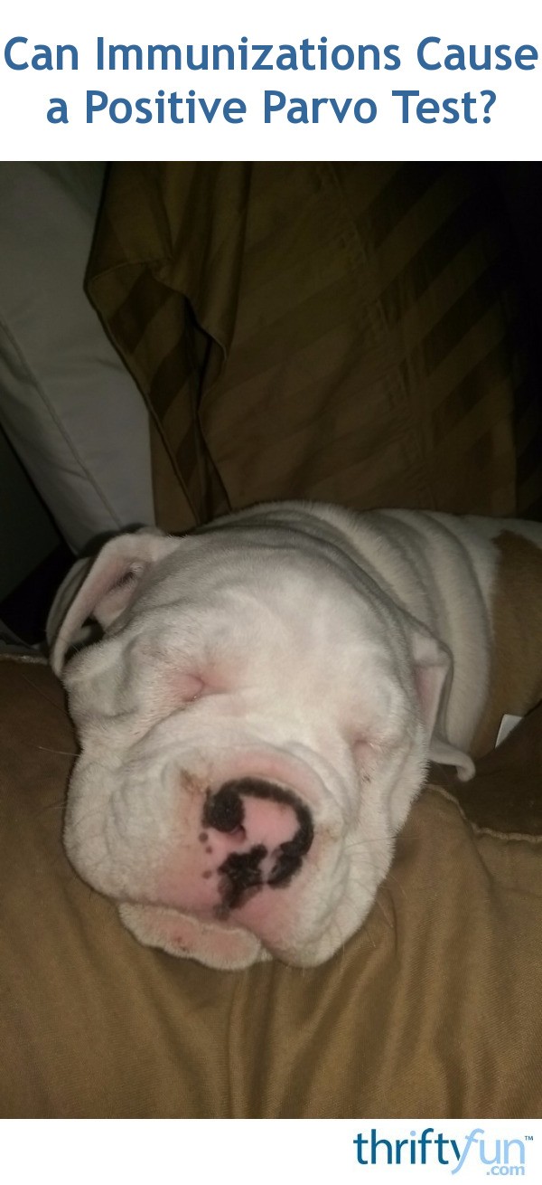 Can Immunizations Cause a Positive Parvo Test? | ThriftyFun