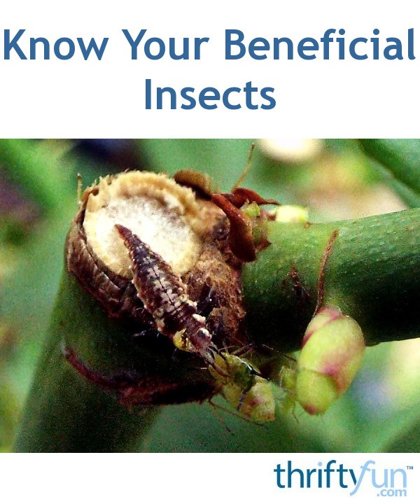 Know Your Beneficial Insects | ThriftyFun