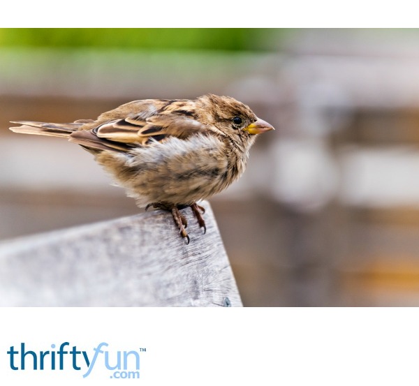 Sparrow Photos | ThriftyFun