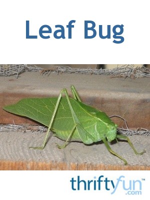 Leaf Bug | ThriftyFun