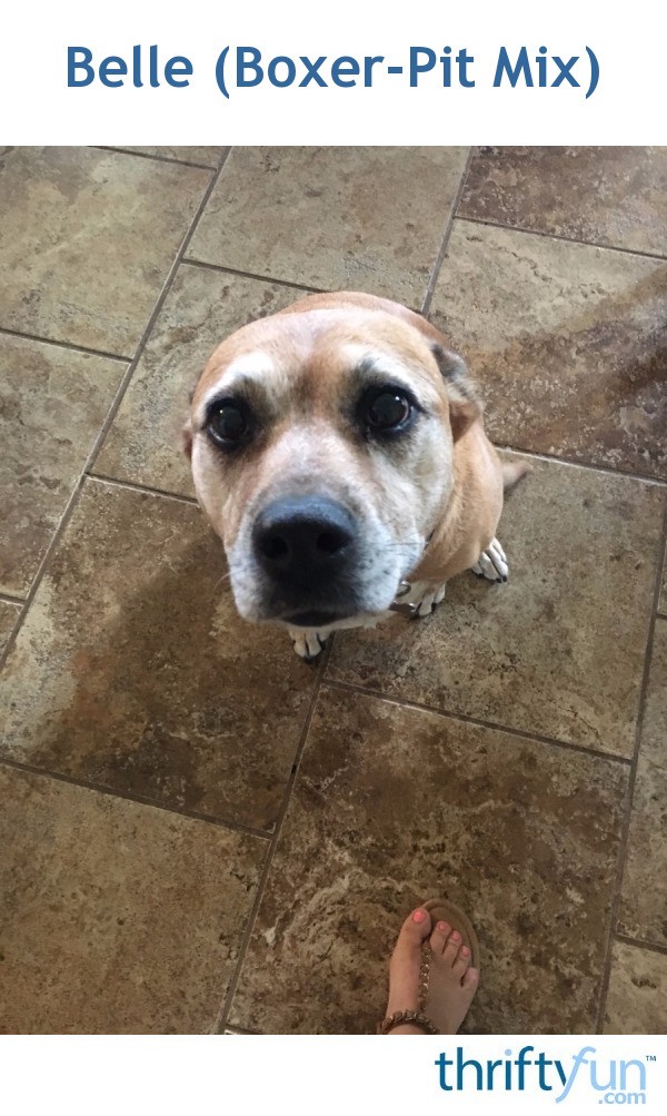 Belle (Boxer-Pit Mix) | ThriftyFun