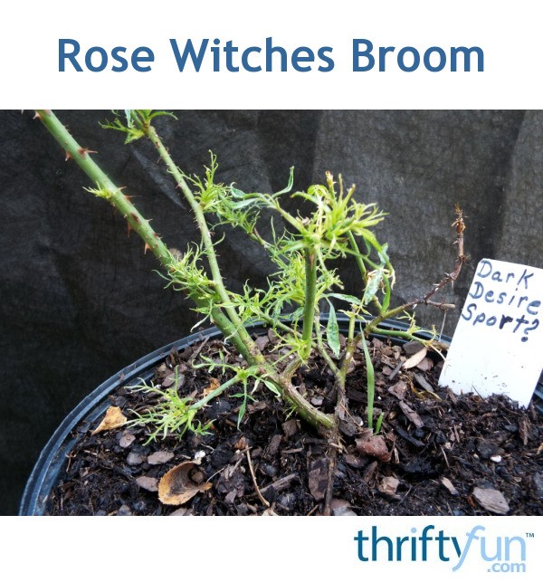 Rose Witches Broom | ThriftyFun