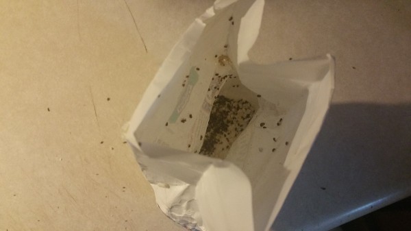 Tiny Hard Shelled Bugs on Kitchen Countertops | ThriftyFun