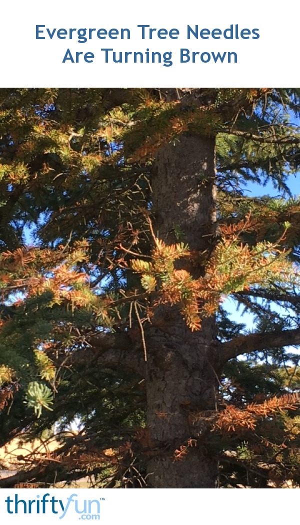 Evergreen Tree Needles Are Turning Brown? | ThriftyFun