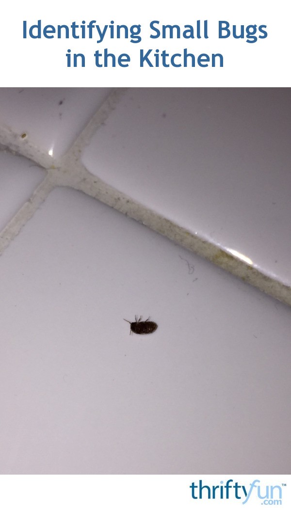 Identifying Small Bugs in the Kitchen? | ThriftyFun
