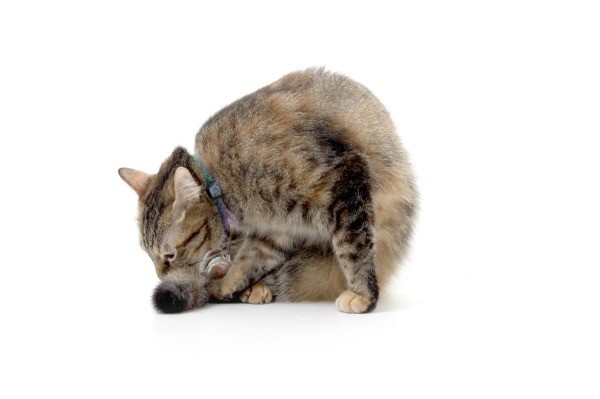 Cat is Pulling Hair Out | ThriftyFun