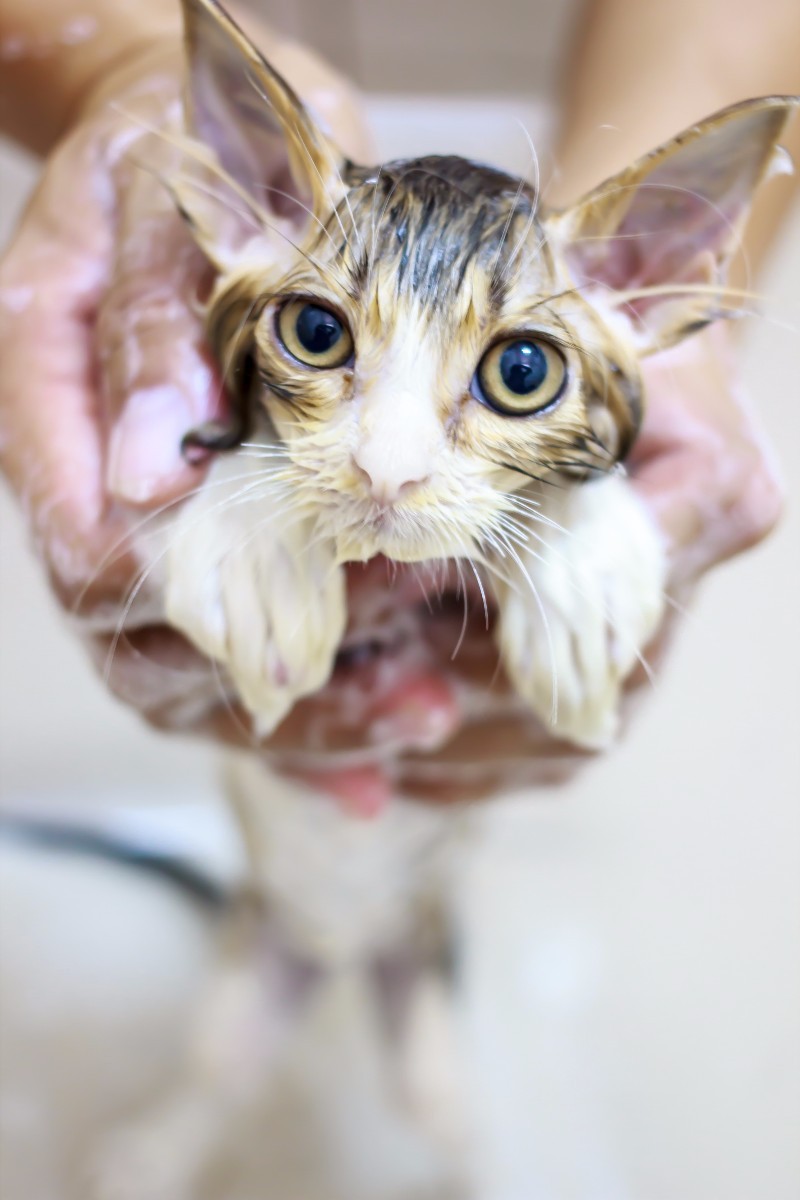 Using Dawn For Fleas On Cats ThriftyFun