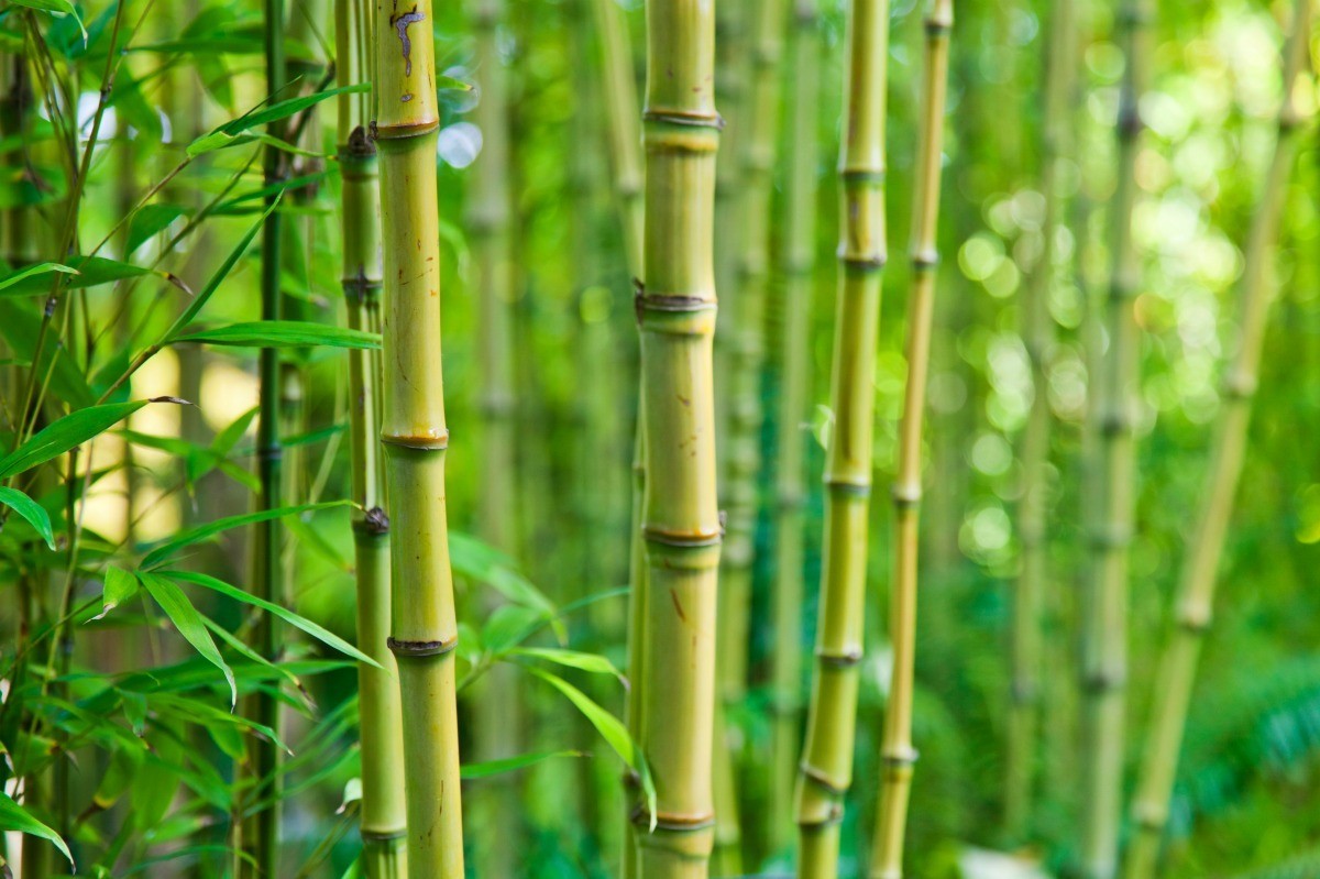 Buying Bamboo Plants ThriftyFun Buying Bamboo Plants ThriftyFun