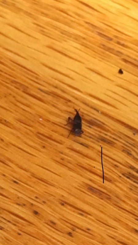 Identifying Small Black Bugs | ThriftyFun