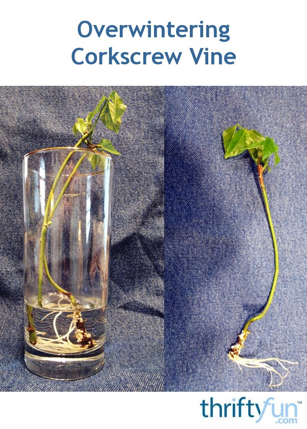 Overwintering Corkscrew Vine (Vigna Caracalla) | ThriftyFun