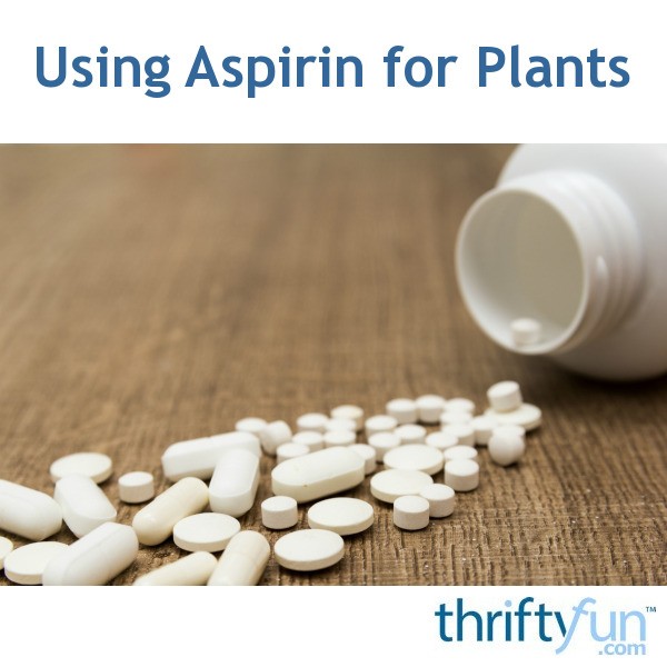 Using Aspirin for Plants | ThriftyFun