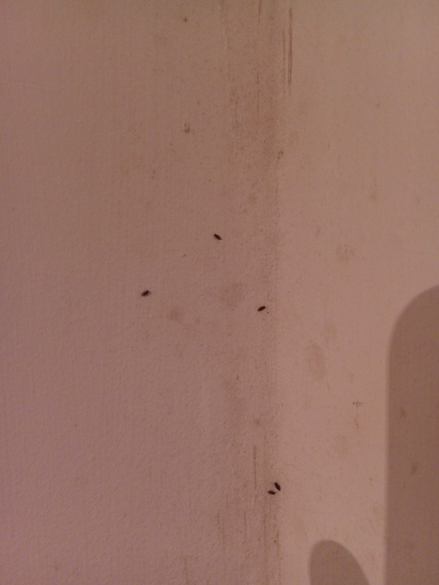 Identifying Little Bugs in Damp Bedroom? | ThriftyFun