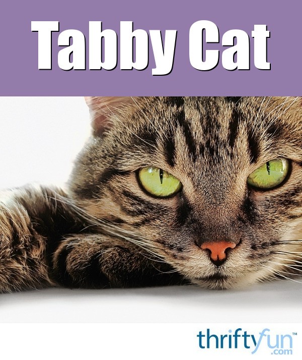 Tabby Cat Photos | ThriftyFun