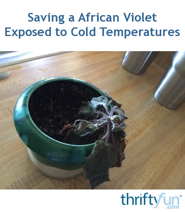 Saving a African Violet Exposed to Cold Temperatures? | ThriftyFun