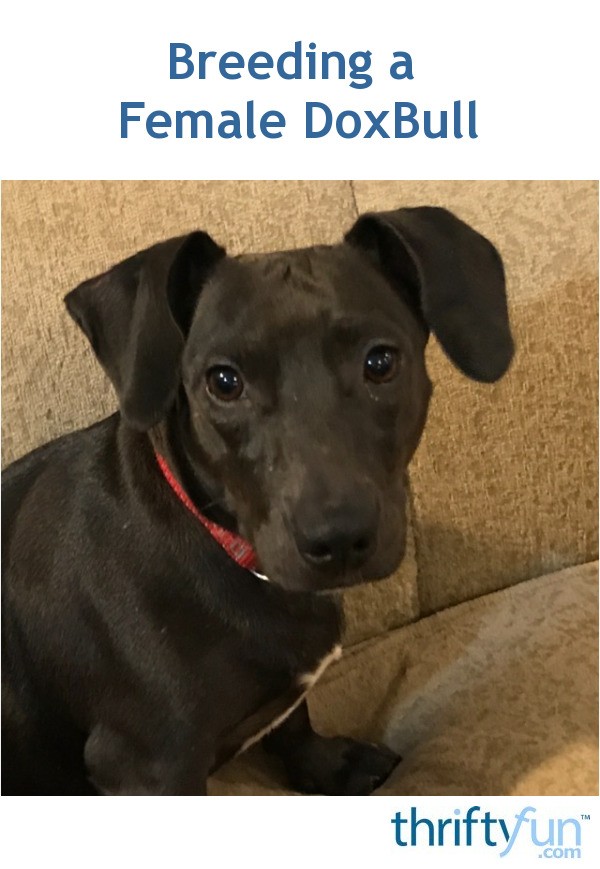 Breeding a Female DoxBull? | ThriftyFun