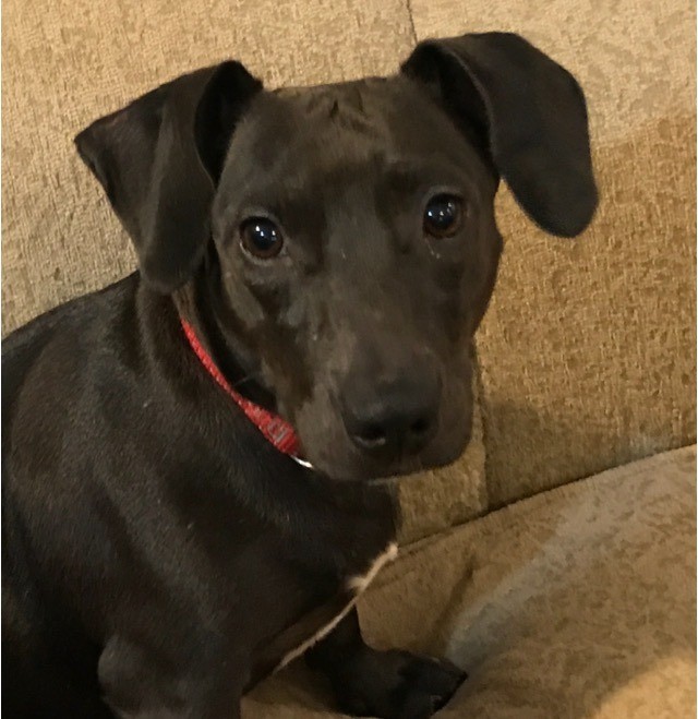 Breeding a Female DoxBull? | ThriftyFun