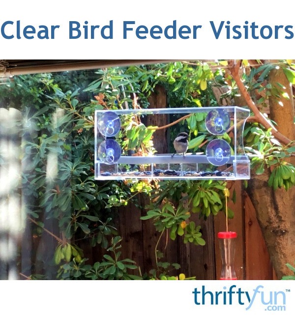 Clear Bird Feeder Visitors | ThriftyFun