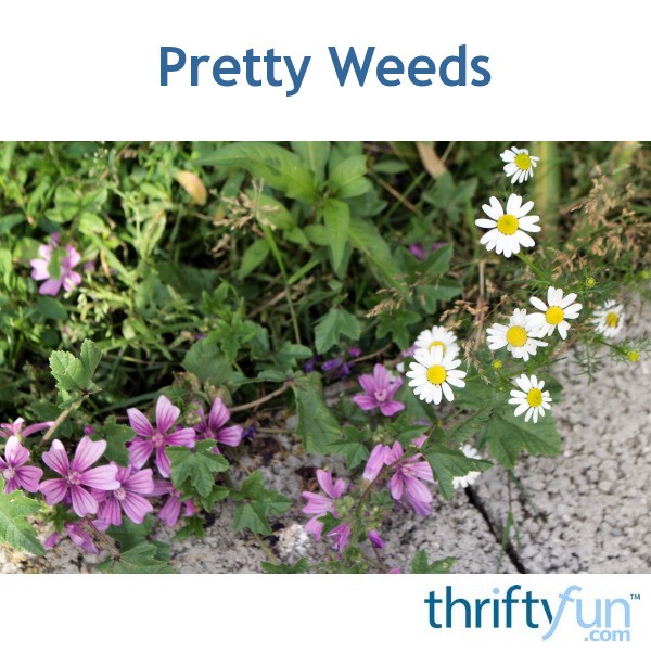 Pretty Weeds | ThriftyFun