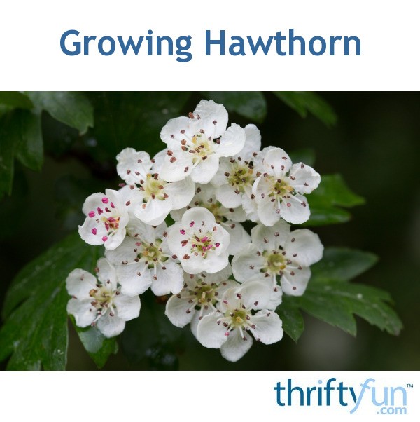 Growing Hawthorn | ThriftyFun