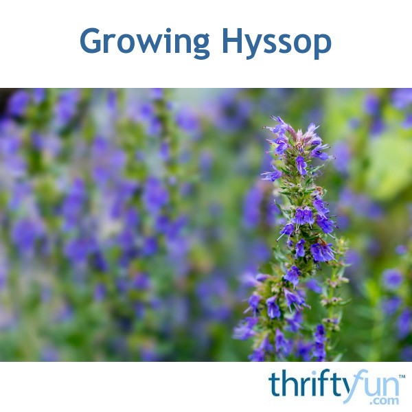 Growing Hyssop | ThriftyFun