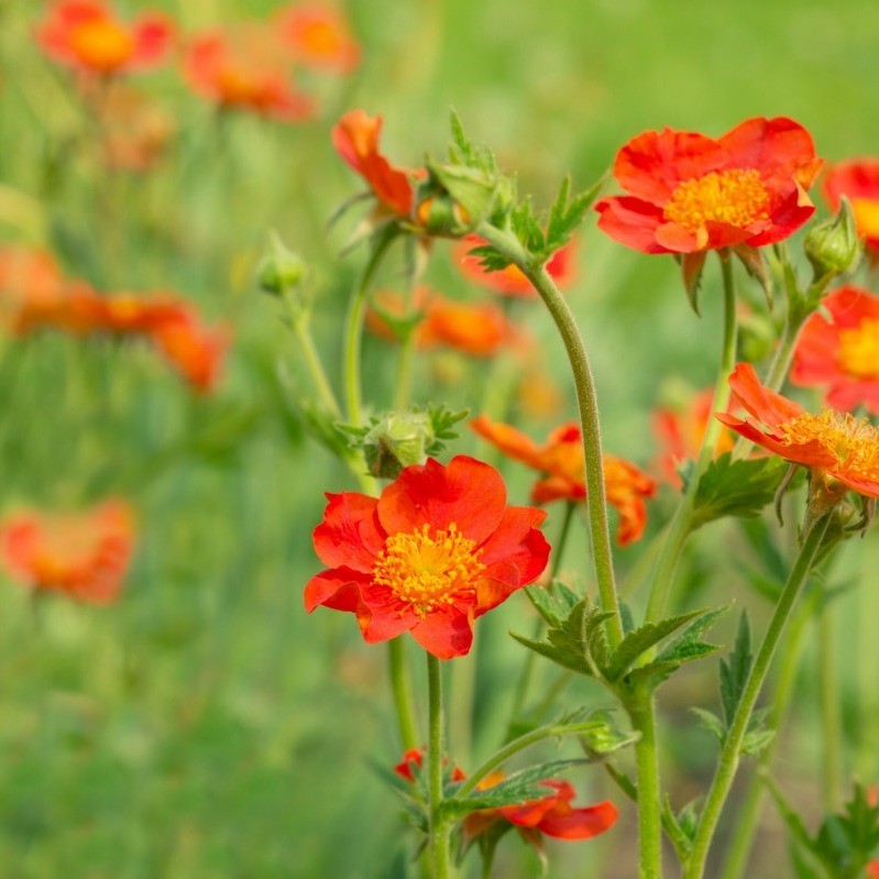 Growing Geum (Avens) | ThriftyFun