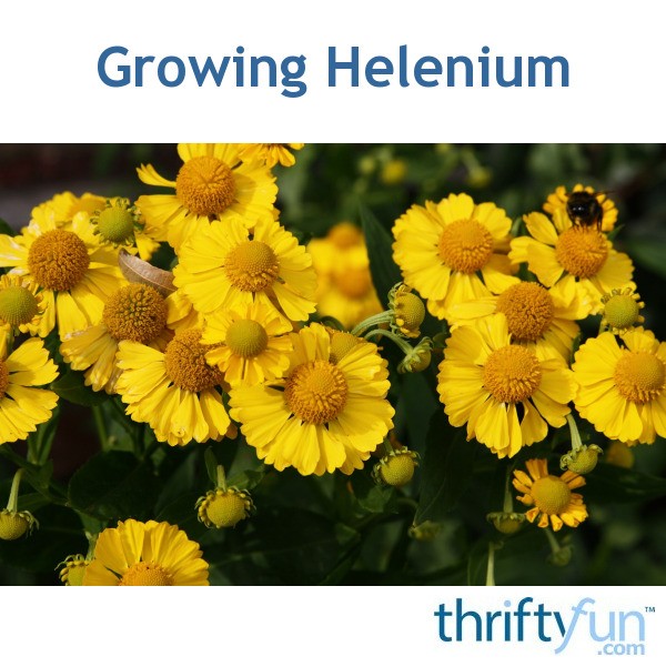 Growing Helenium | ThriftyFun