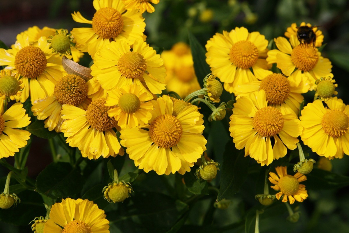 Growing Helenium | ThriftyFun