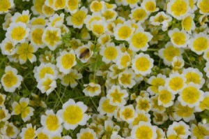 Growing Meadowfoam | ThriftyFun