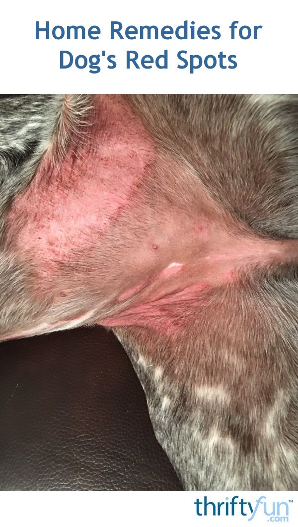 Home Remedies for Dog's Red Spots? | ThriftyFun