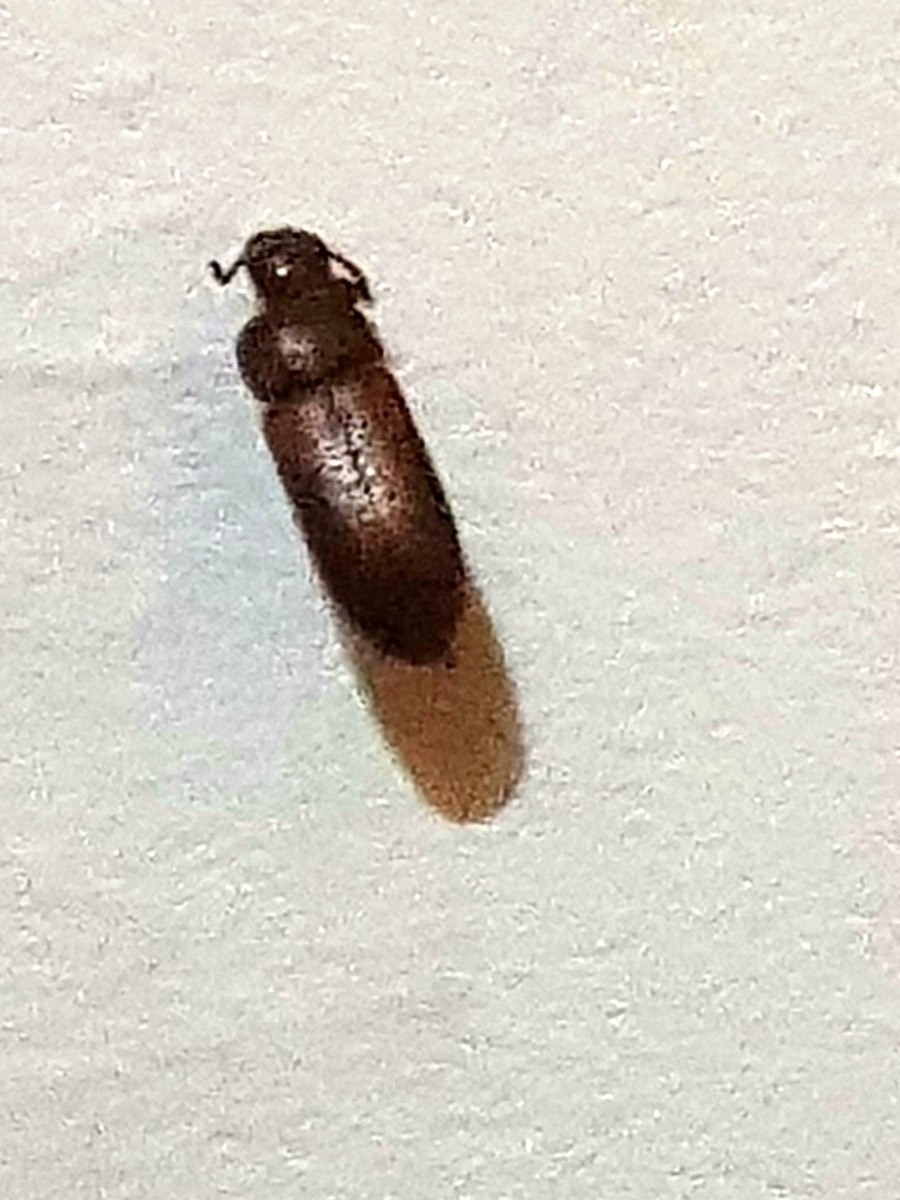 Identifying Flying Insects | ThriftyFun