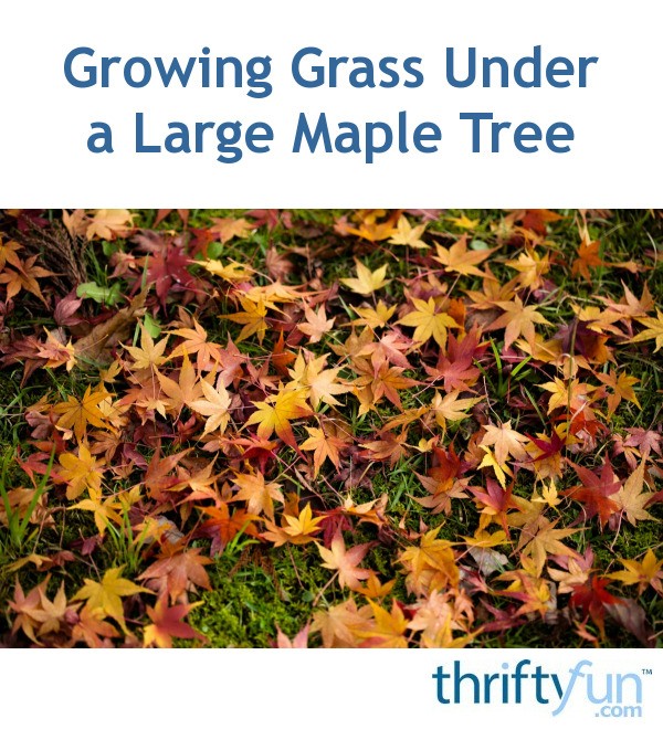 Growing Grass Under a Large Maple Tree? | ThriftyFun