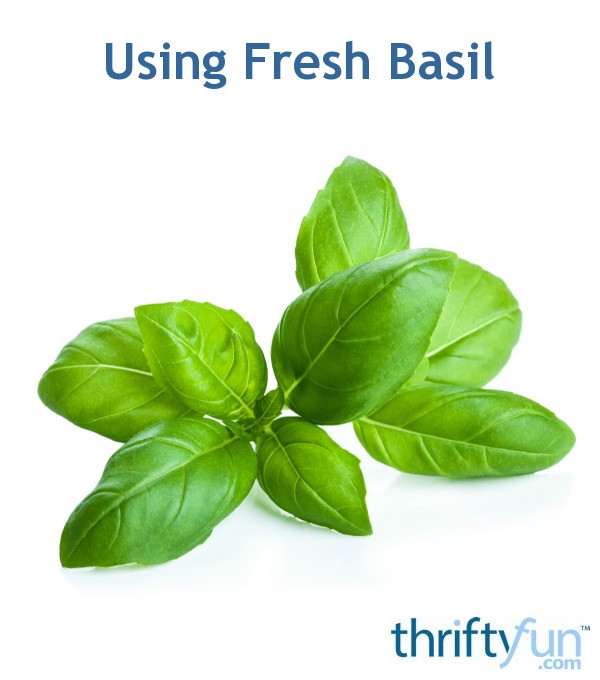 Using Fresh Basil | ThriftyFun
