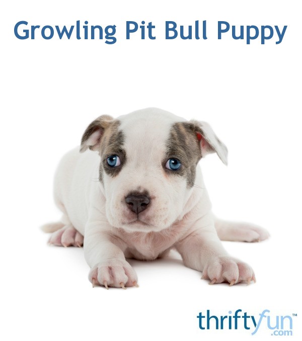 Growling Pit Bull Puppy | ThriftyFun