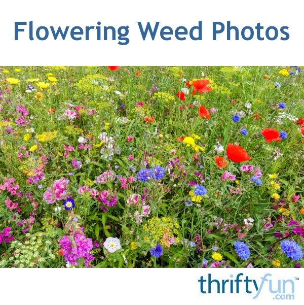 Flowering Weed Photos | ThriftyFun