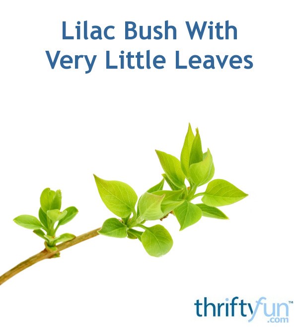 Lilac Bush With Very Little Leaves? | ThriftyFun