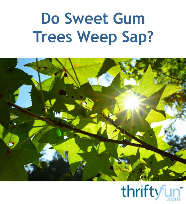 Do Sweet Gum Trees Weep Sap? | ThriftyFun