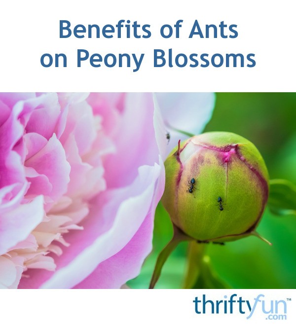 Benefits of Ants on Peony Blossoms | ThriftyFun