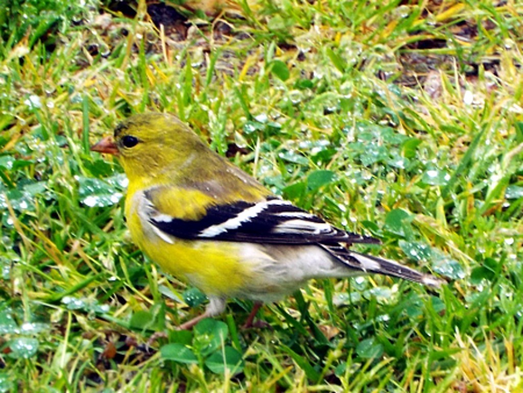 Goldfinch Photos | ThriftyFun