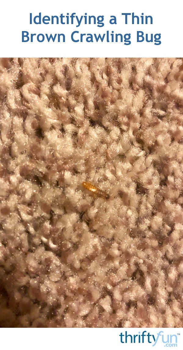 Identifying a Thin Brown Crawling Bug? | ThriftyFun